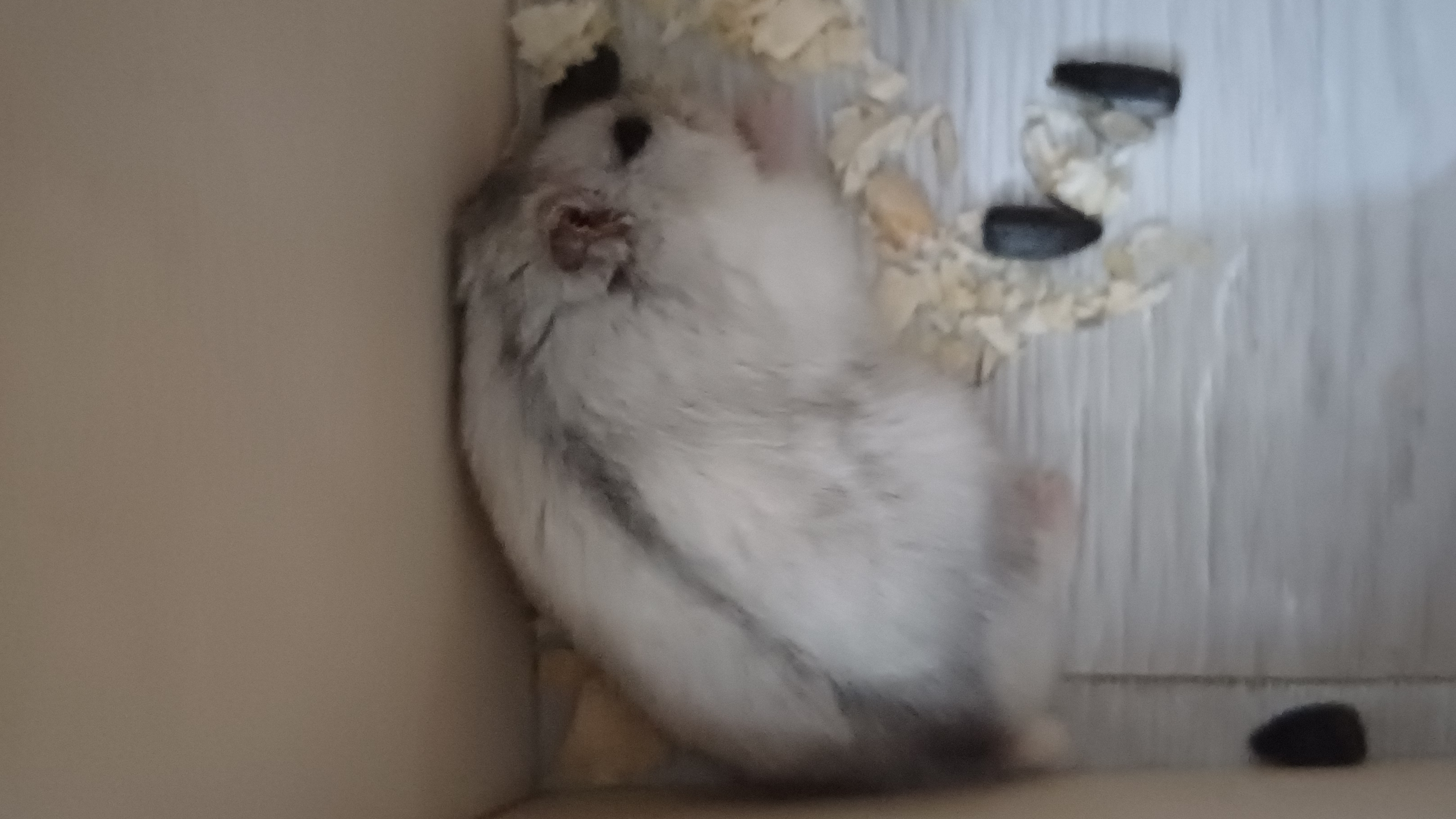 хомяк управляет моим днём 2 часть