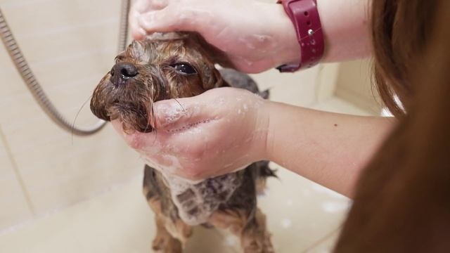 🐶 Как найти лучший груминг-салон в Грузии?