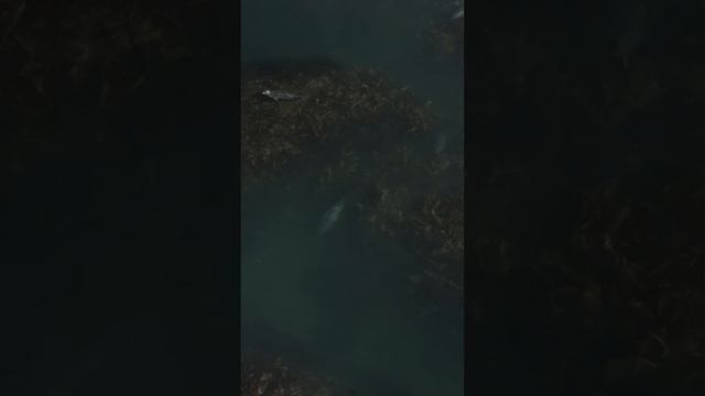 Морские котики нерпы. Сахалин. #Сахалин #нерпы