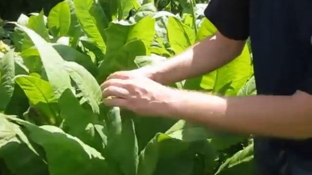 Выращивание табака ломка.