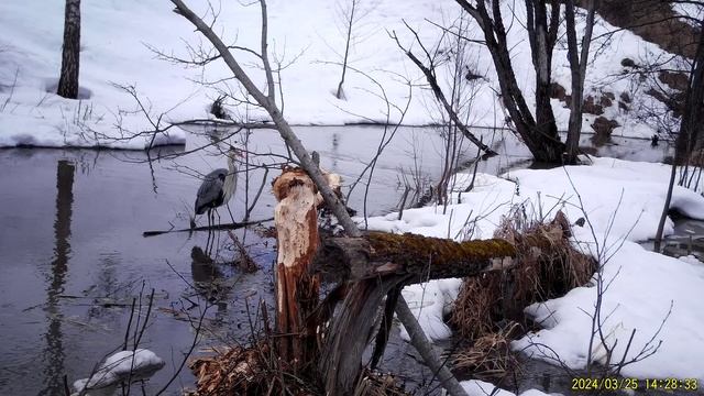 Серая цапля