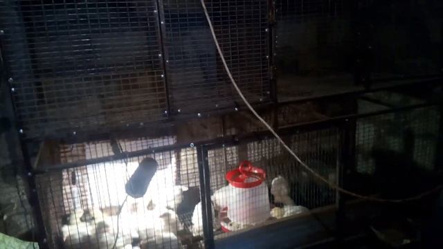 Самодельный инкубатор.