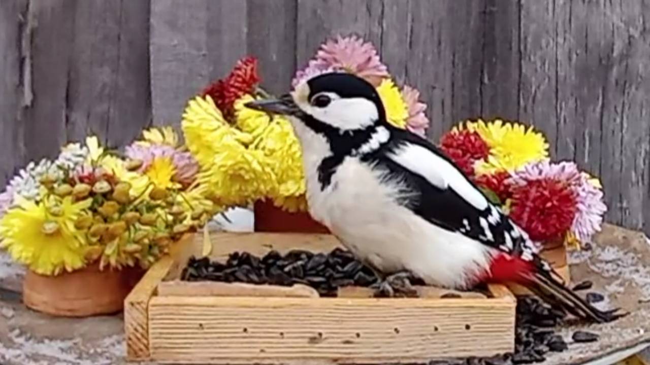 Видео для кошек