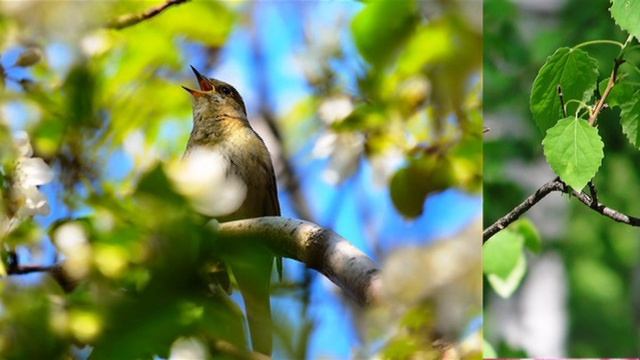 Весенний вальс