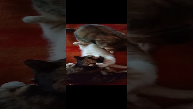 Царевна,, РЫЖИК,,