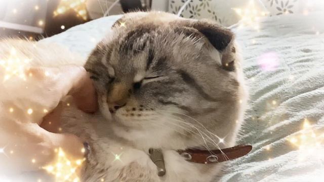 С наступающим Новым годом! / новогодние мотивы и Снежинка