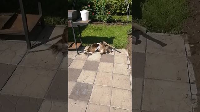 Кошка Ночь и любовь к гильотине #кошка #дача