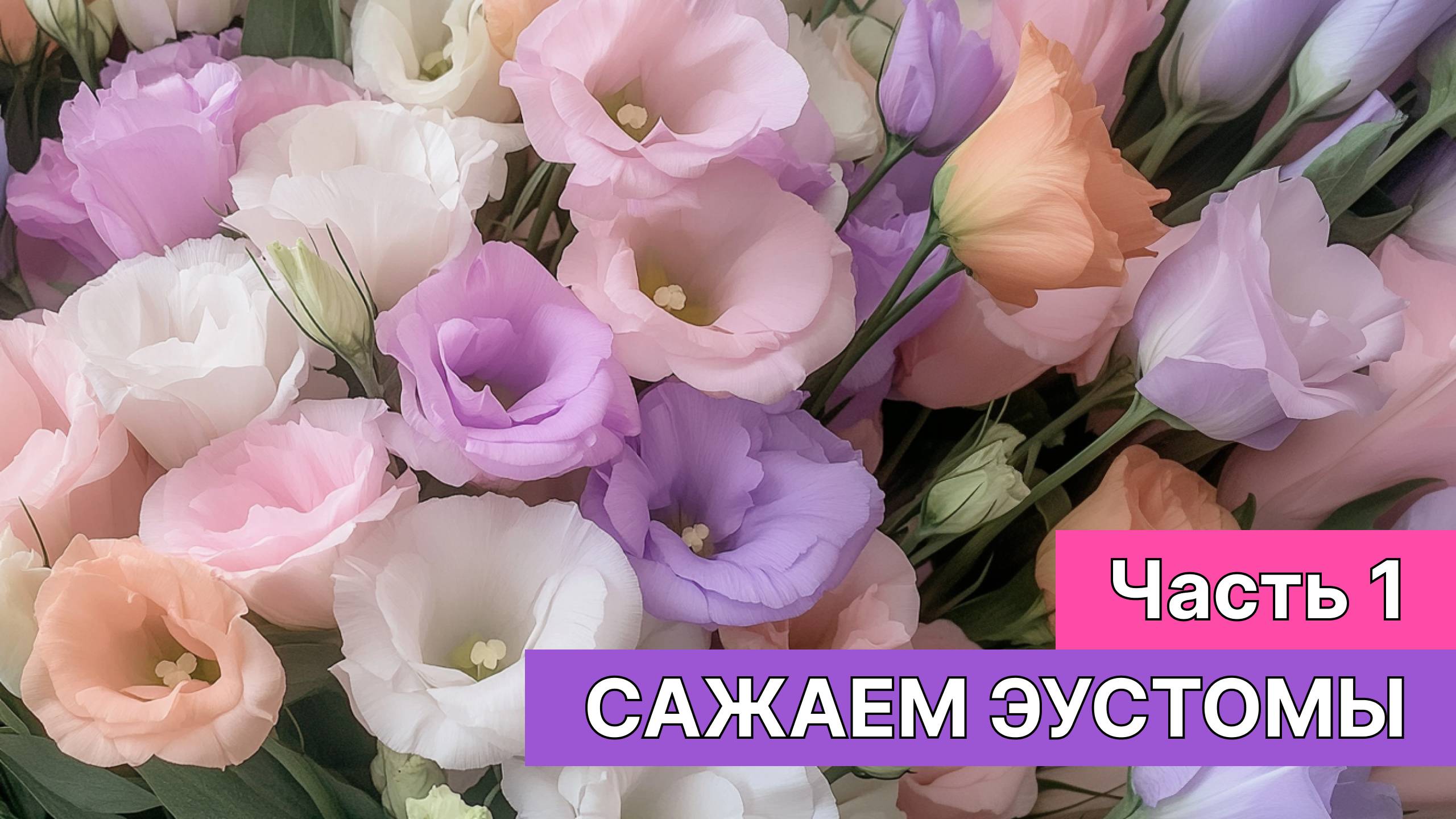 Сажаем эустомы