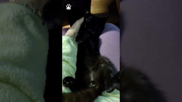 Котиком я остался