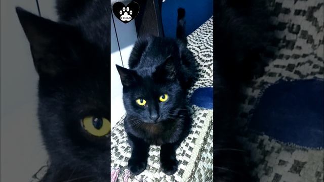 Чёрный "Перец"