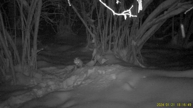 Лисица стережет кого-то