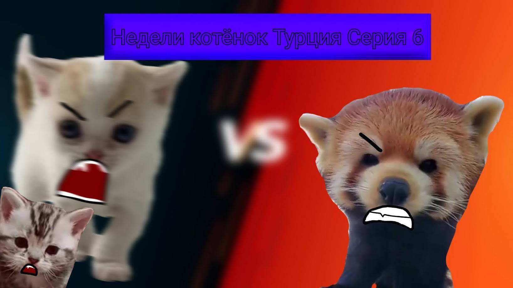 Недели котёнок Турция Серия 6