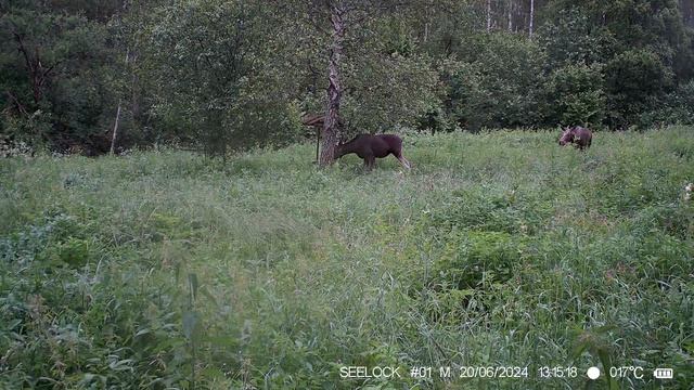 Лоси на поляне, у солонца, под дождем