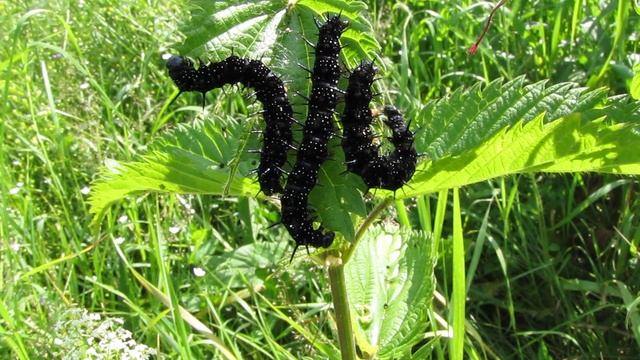 Гусеницы, Бабочка, Дневной павлиний глаз,  Aglais io.