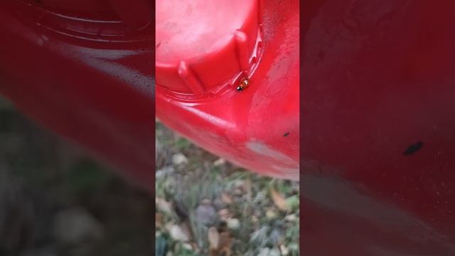 Бензиновые кайфы!