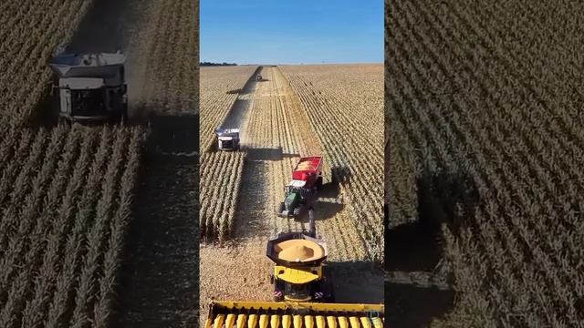 Комбайны аккуратно убирают кукурузу