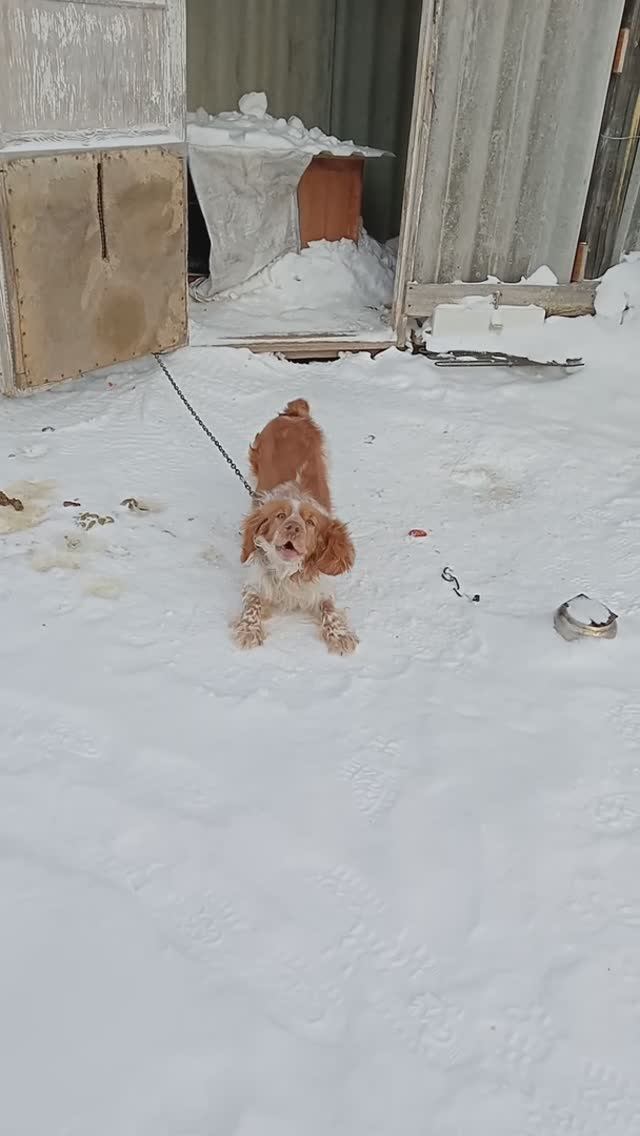 20.01.24АрниЖеланиеОхотиться