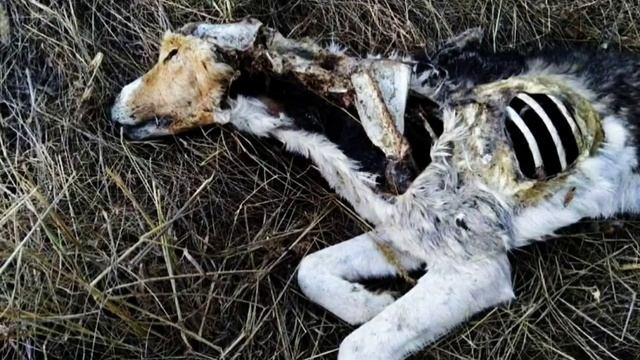 Жуткие кадры. (НЕ ДЛЯ СЛАБОНЕРВНЫХ)!!!