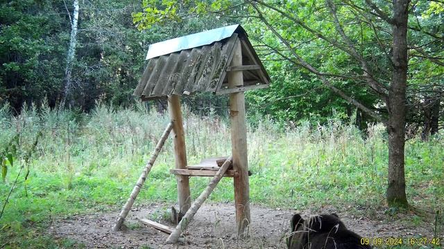 Медведь подходит к кормушке