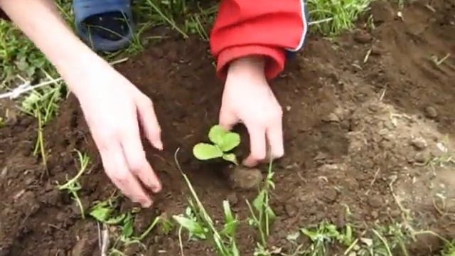 Посадка табака в открытый грунт 17.05.2015