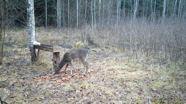 Лань у солонца