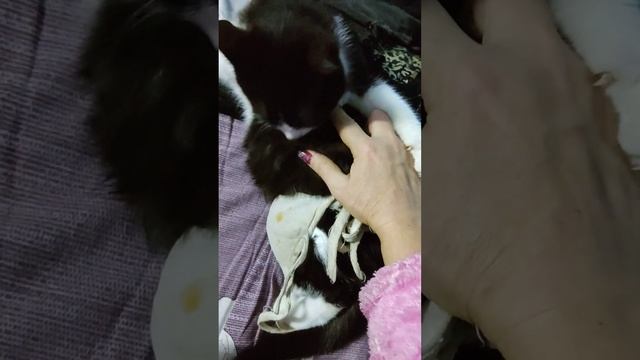 Чесалки - лизалки