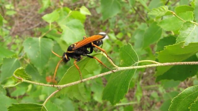 Оса-крестовиколов, Batozonellus lacerticida