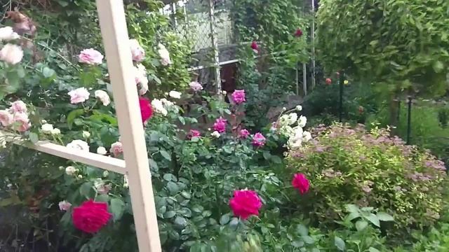 песня Напиться запахом роз