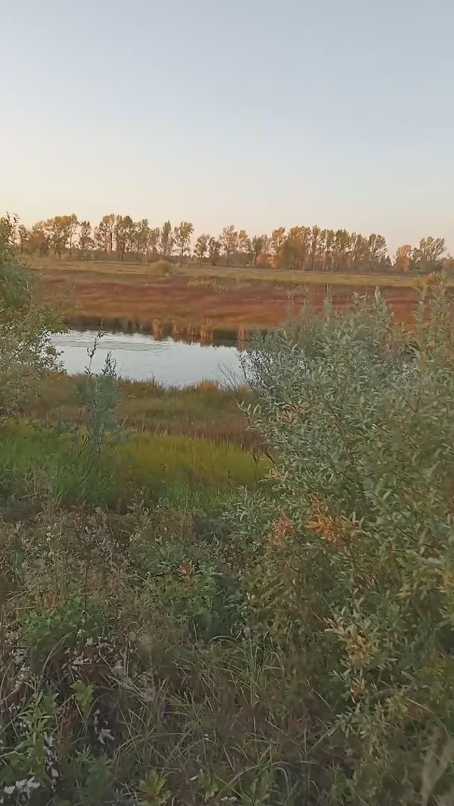 16.09.23АрниПугнулЛебедей