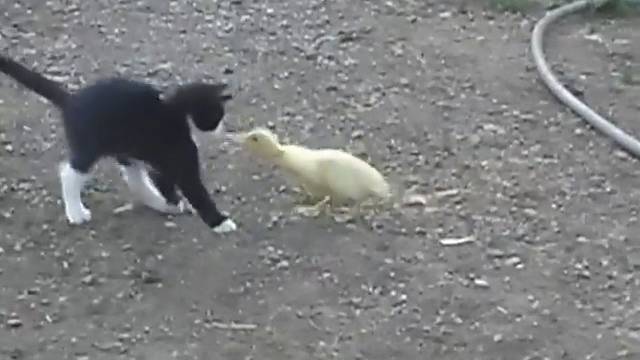 Индоутёнок идёт в бой на котёнка