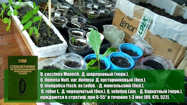 Как вырастить дуб из желудя осенью - часть 1