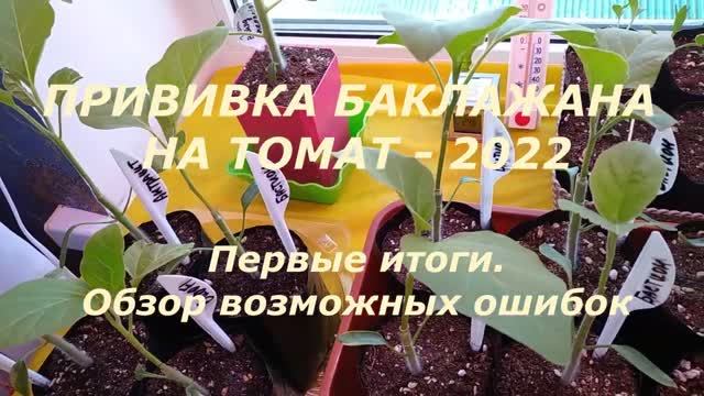 ПРИВИВКА БАКЛАЖАНА НА ТОМАТ - 2022. Первые итоги. Обзор возможных ошибок