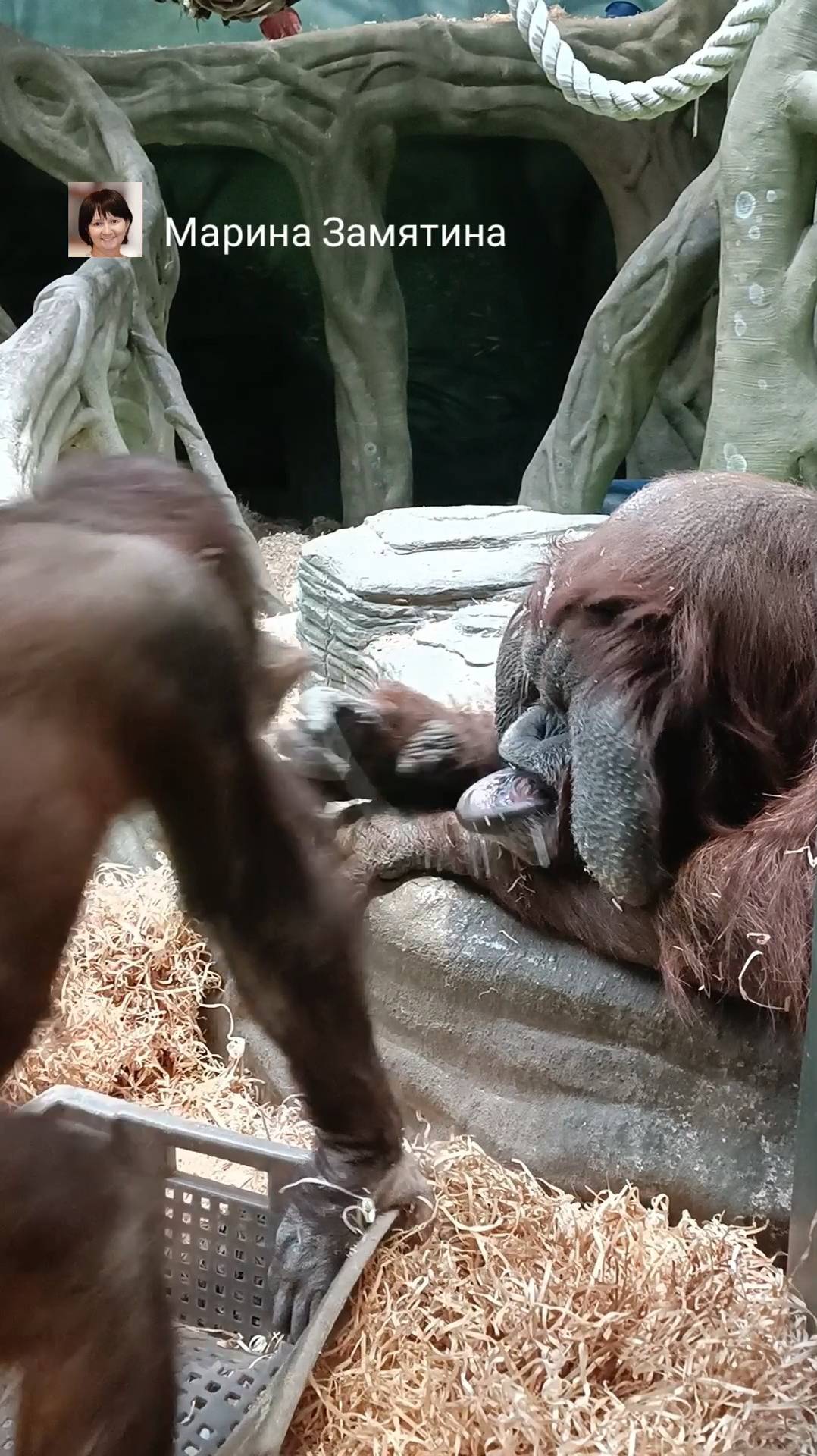 Орангутаны умеют плеваться.