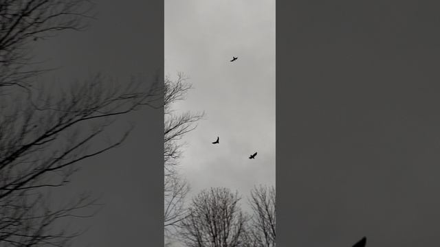 25.11.24 АЗ #ниднябезрифмы