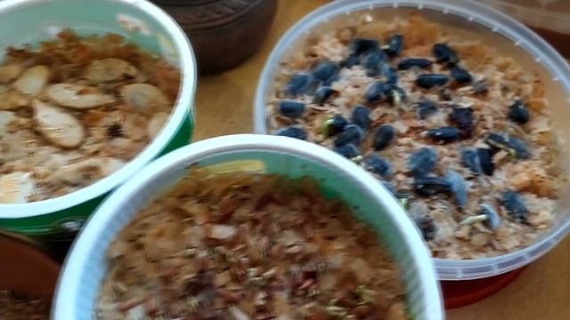 Как я сажать микрозелень из семян льна