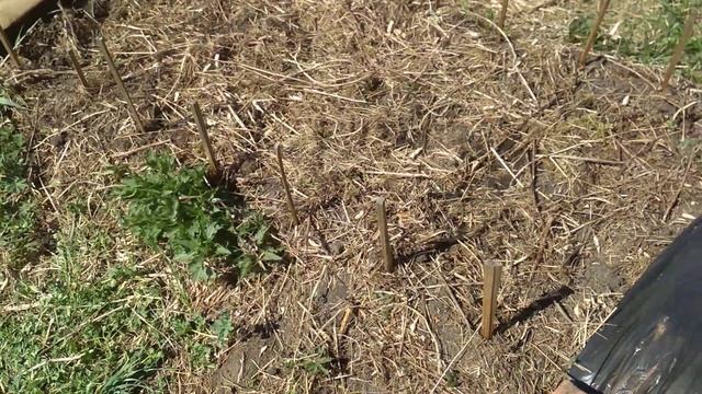 Растущая луна - сажаю овощи и зелень