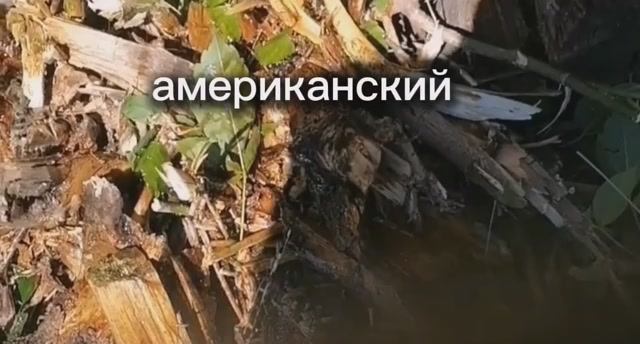 Вот таким способом пробую бороться с диким американским клёном.