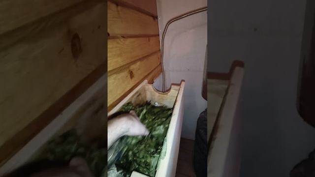 Фитозапарник (фитокороб) в бане