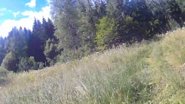 Продираюсь через лес. Начало дождя