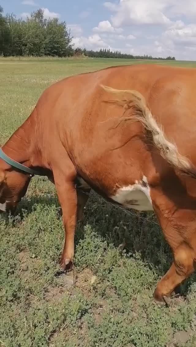 Коровы не могут выдержать нападки слепней.