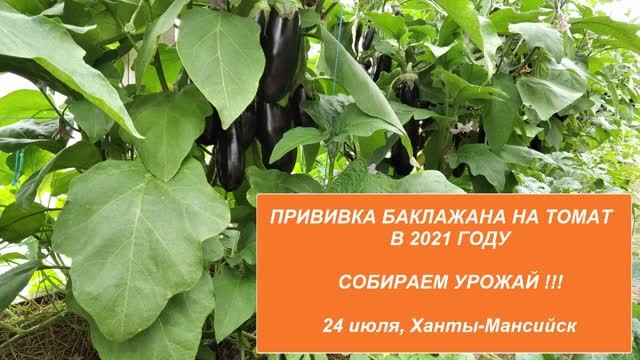 Прививка баклажана на томат в сезоне 2021. Собираем урожай!!!