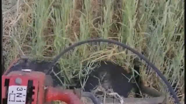 Скашивание люцерны с мотоблоком.