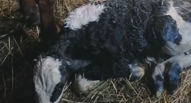 Как рожает корова. На 8 марта родила наша корова.