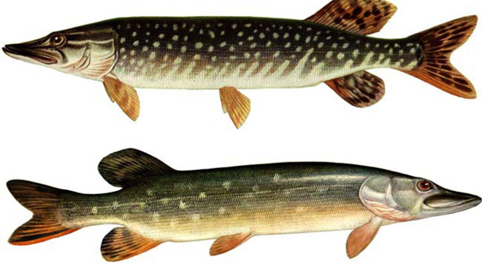 Ловля щуки в октябре на спиннинг, блесна. Рыбалка в Псковской области.