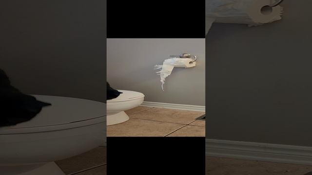 Кот Тимон и его проказы ))).