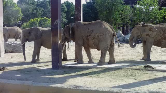 ОАЭ, Дубай, Сафари Парк, Dubai Safari Park, Zoo and Safari Park in Dubai