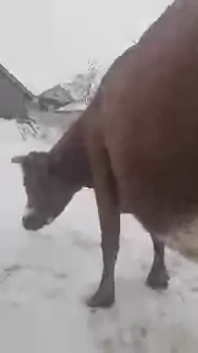 Зачем надо выводить Корову перед отелом  на прогулку? Мои испытанные советы.