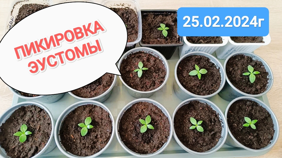 ПИКИРОВКА ЭУСТОМЫ БЕЗ ЗАМОРОЧЕК 25.02.2024