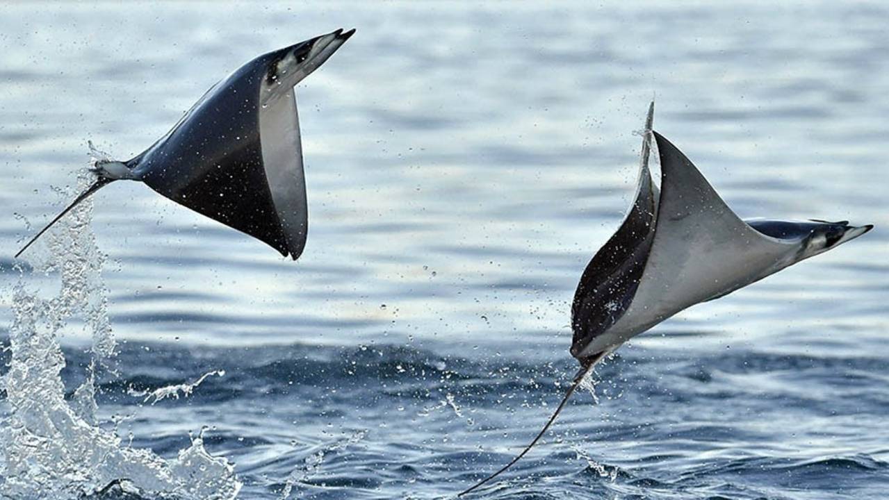 Летающие скаты.