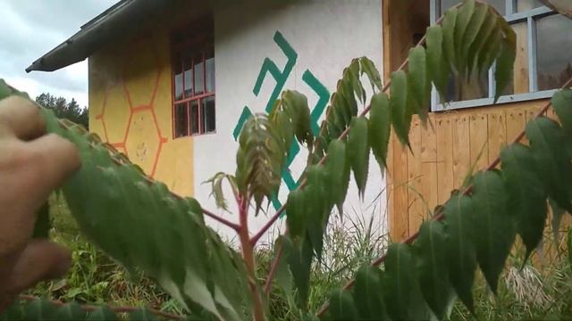 Сумах оленерогий в моем Родовом поместье